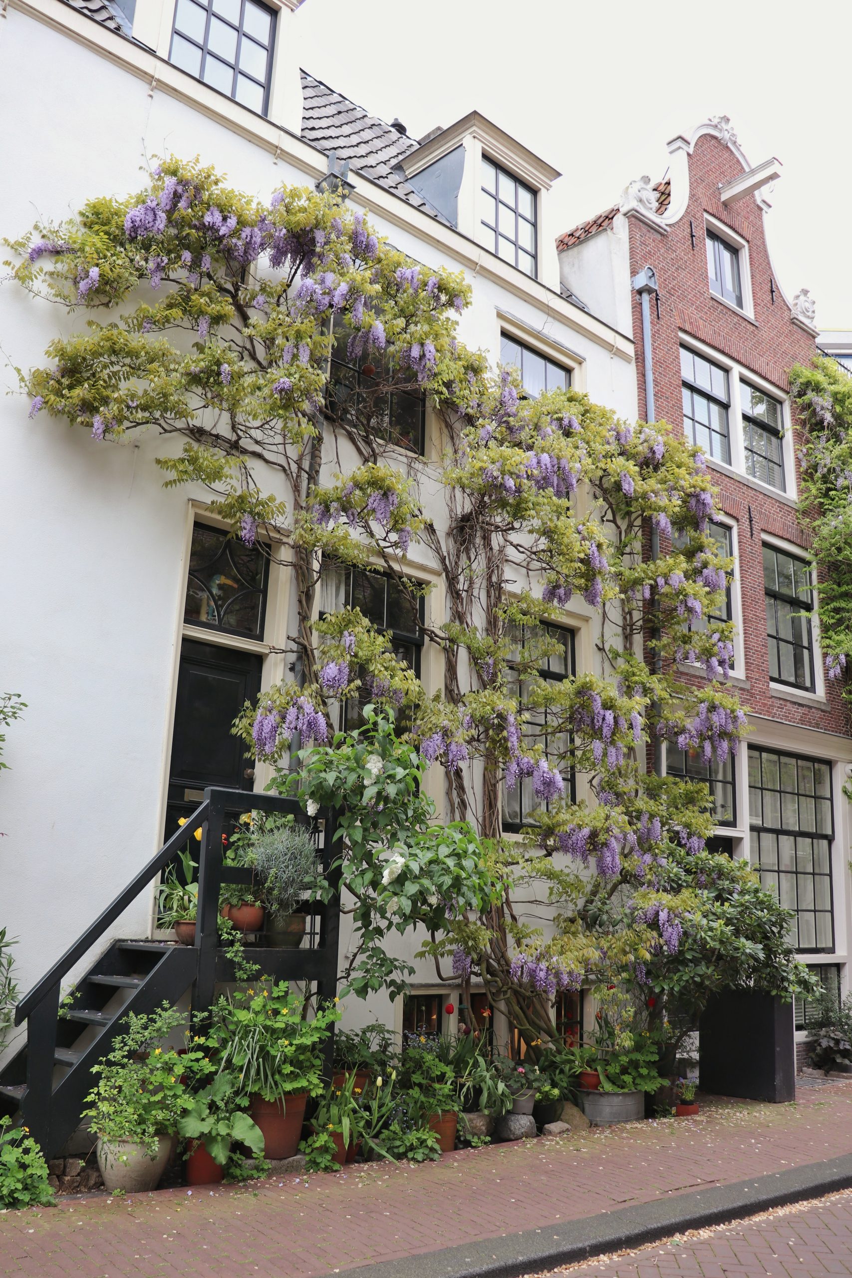 Geveltuin - Studio Synergie